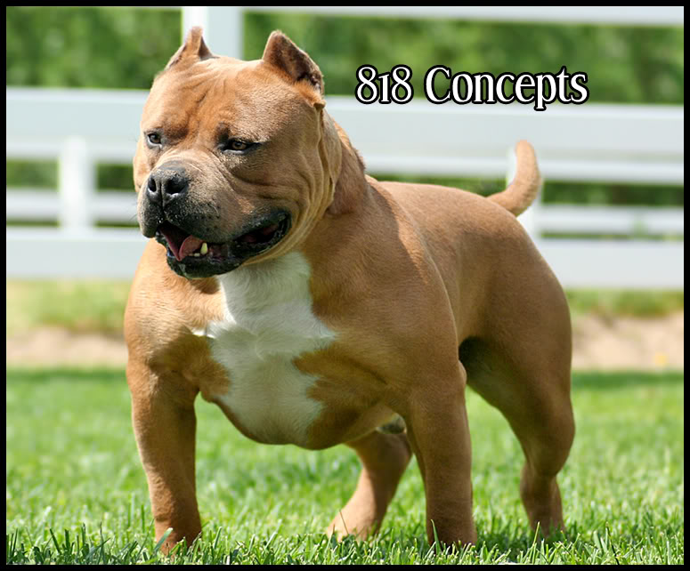 armenia kennel bullys: los perros mas lindos y bellos del mundo