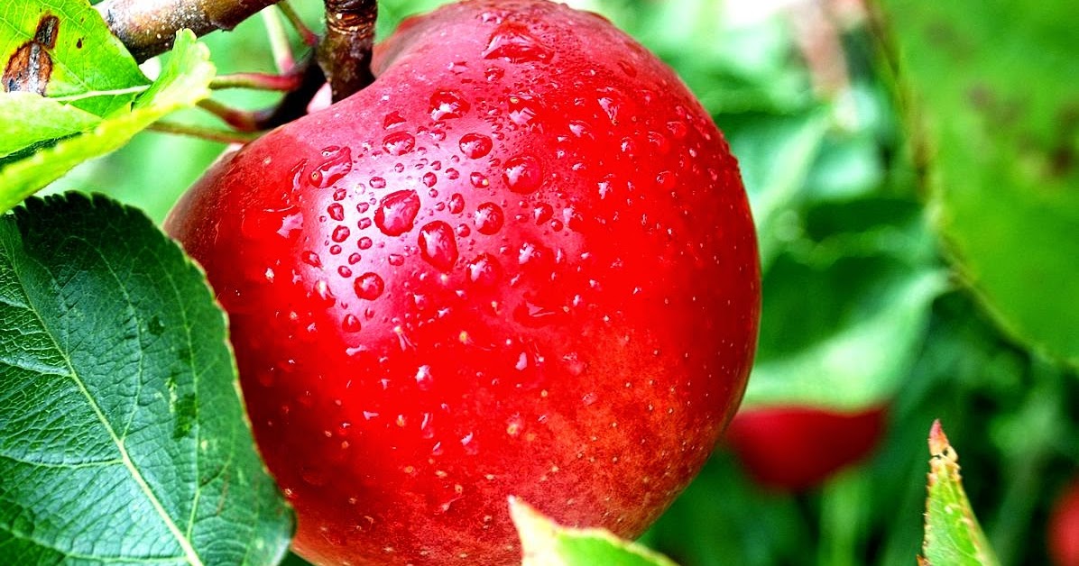 Klasifikasi Tanaman Apel | Klasifikasi Tanaman dan Hewan