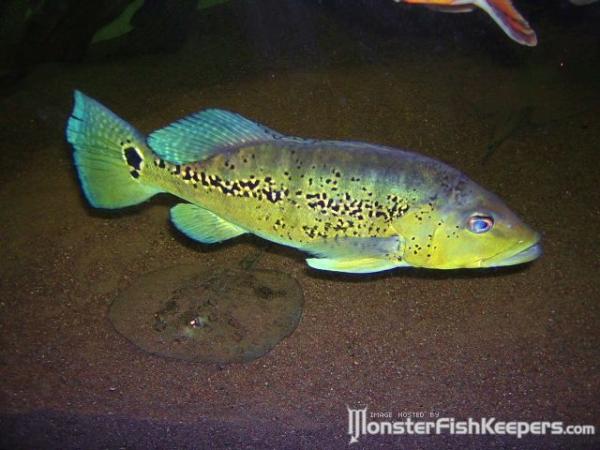 King Fish Aquarium: Ikan Unik - PEACOCK BASS