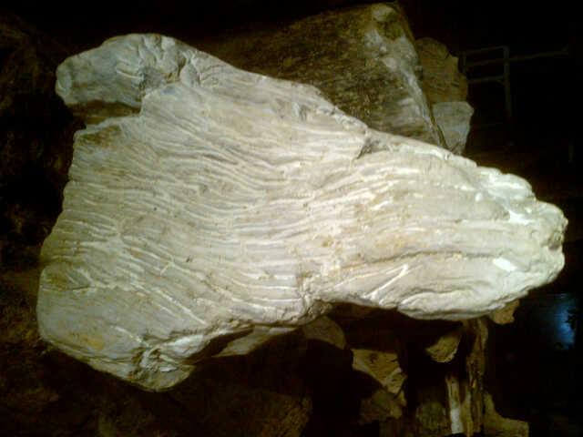 Museum Fosil Kayu Indonesia: GURATAN, WARNA, DAN BERAGAM BENTUK FOSIL KAYU