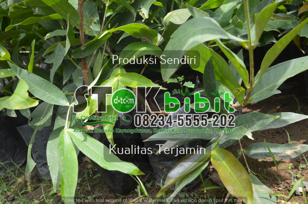 Mahoni khasiat buah pohon mahoni - bibit mangga chokanan trubus