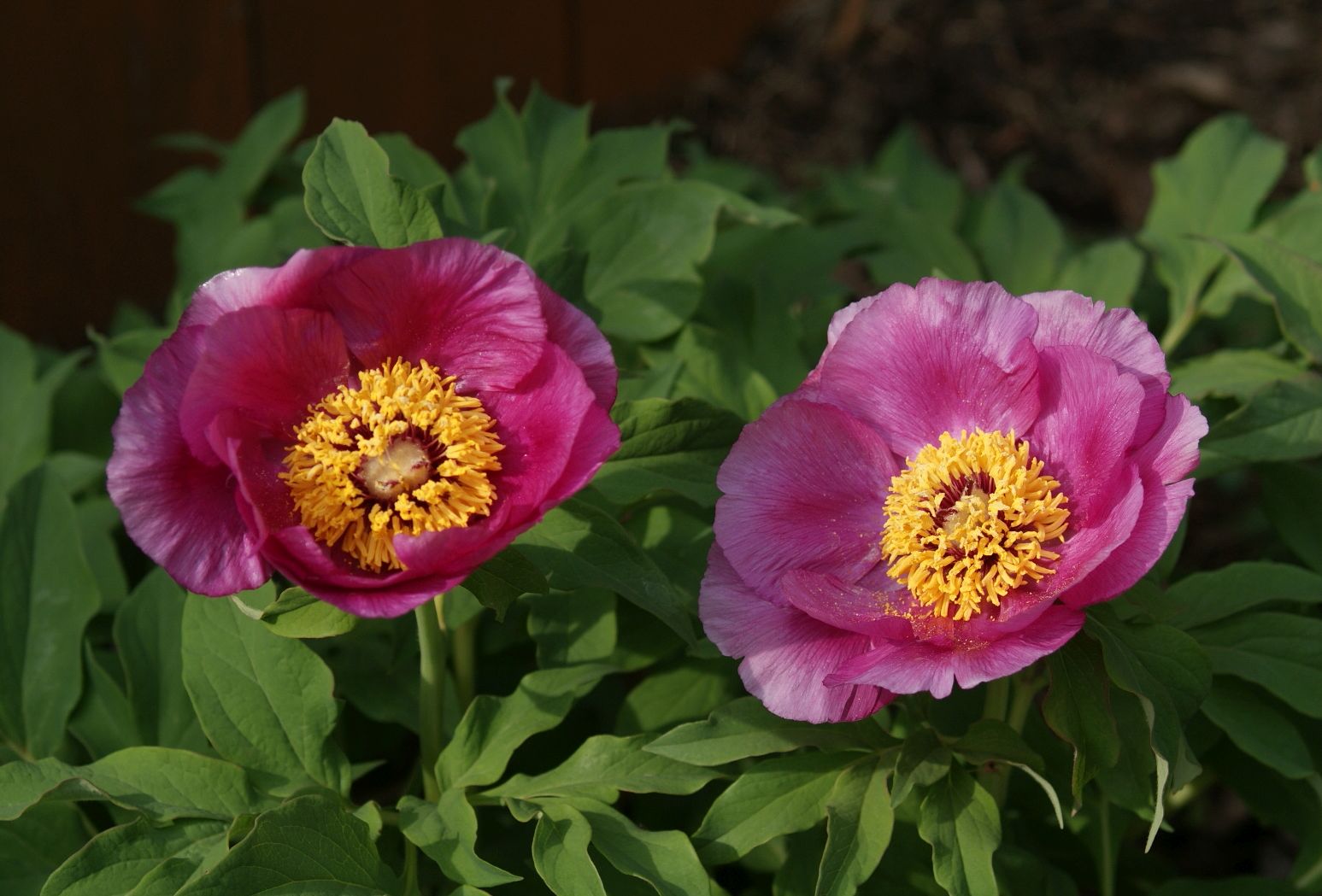 Visit My Garden: Peonies