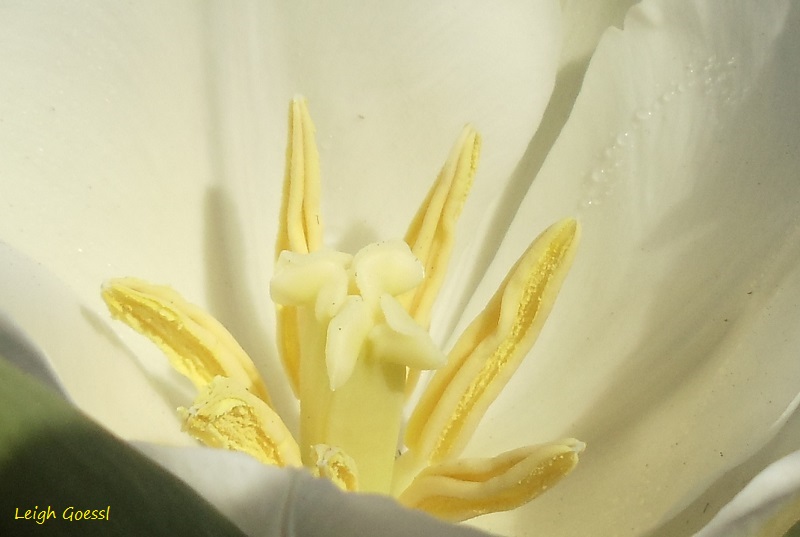 Photos by Leigh Goessl: In photos: Anatomy of a tulip