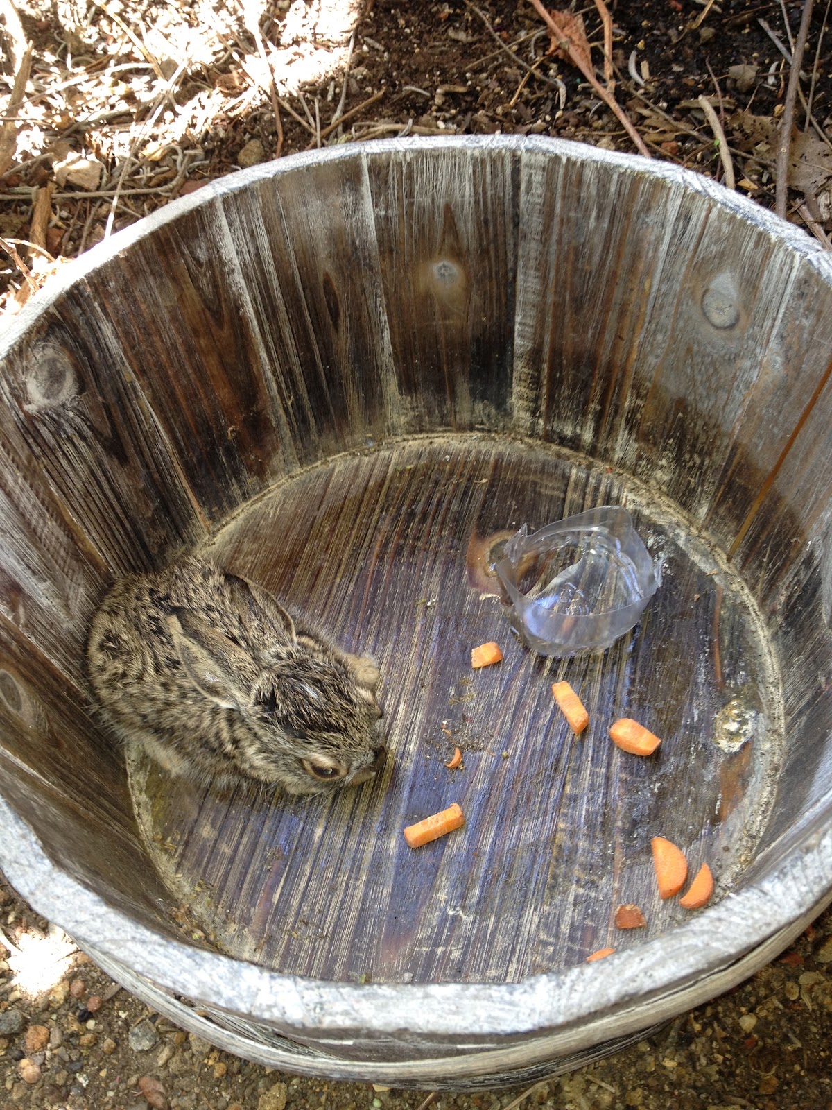 vignette design: A Warren Of Rabbits