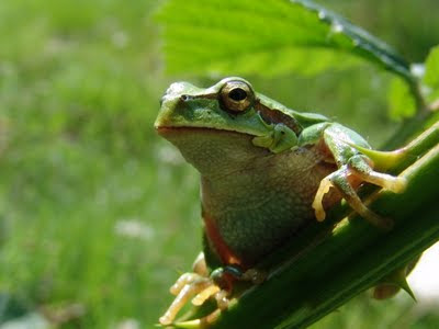 UM DIA DE CAMPO: Hyla arborea Vs Hyla meridionalis