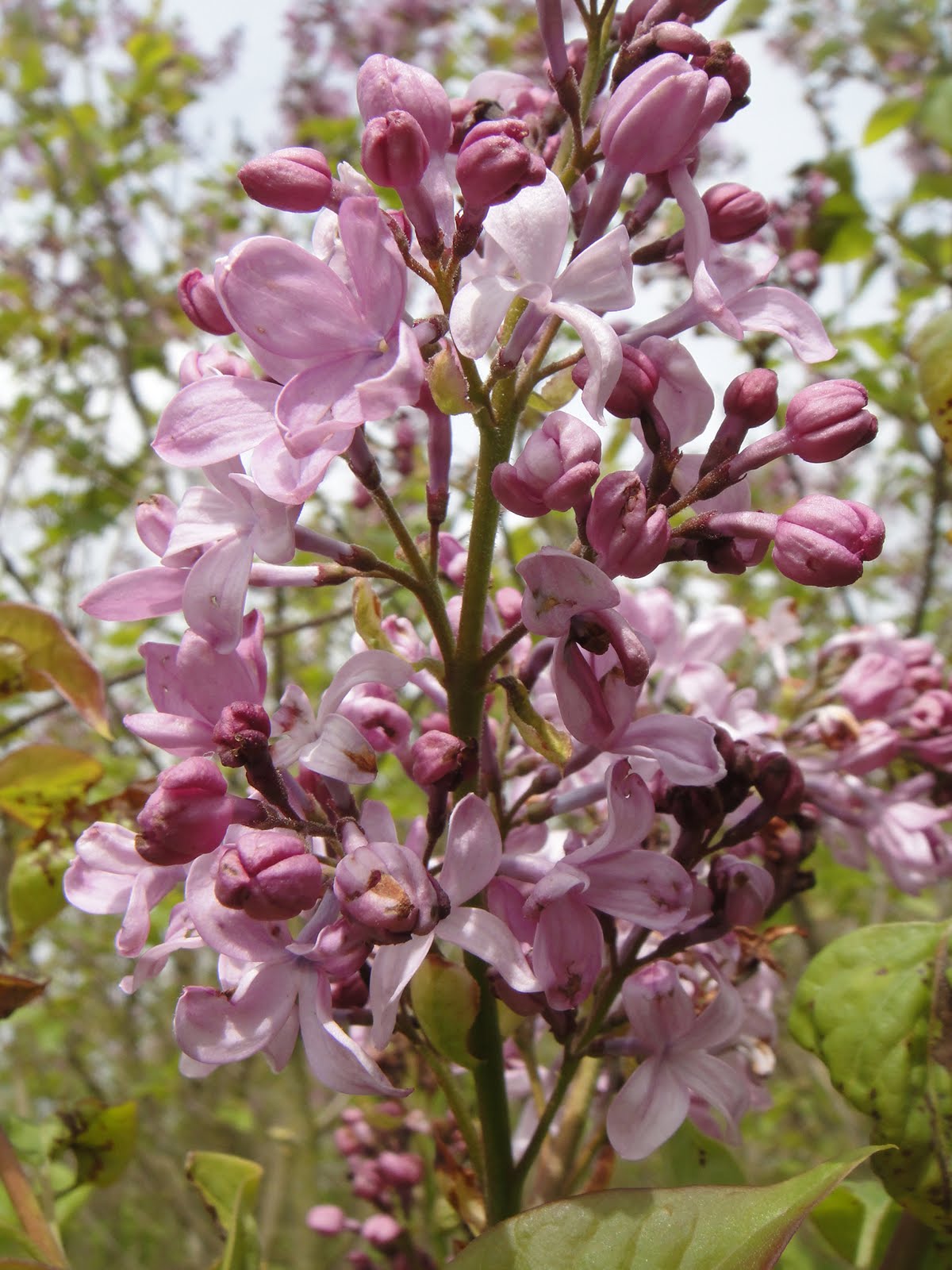 Gardening with Wyatt: Welcome to the Lilac Garden!