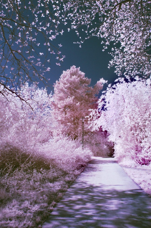 the cinderella project: because every girl deserves a happily ever ...