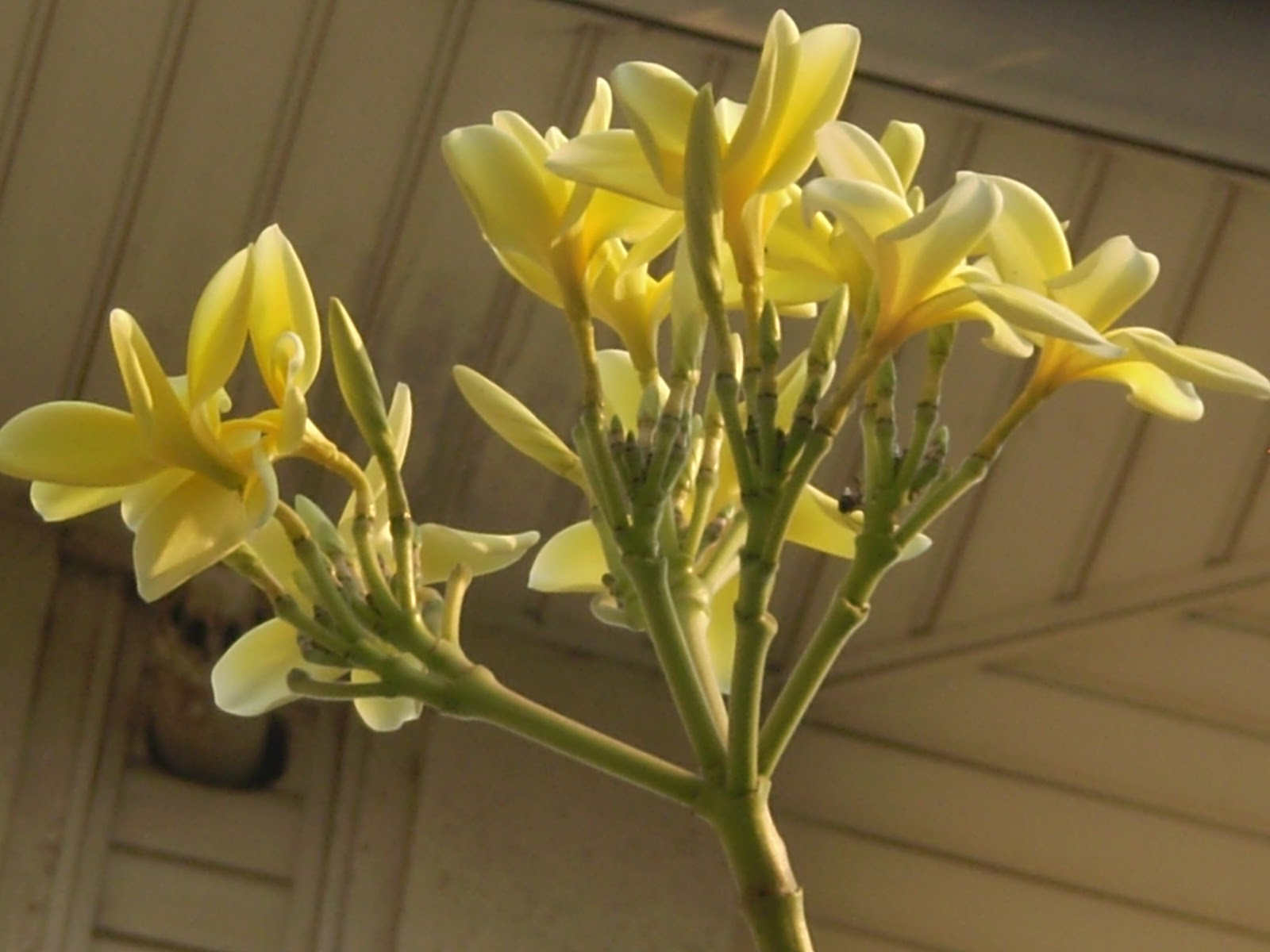 Ghana With The Wind: The Flora and Fauna of the Accra, West Africa Region