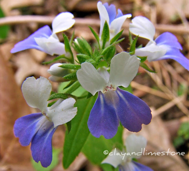 clay and limestone: Collinsia verna, A Passalong Plant for Wildflower ...