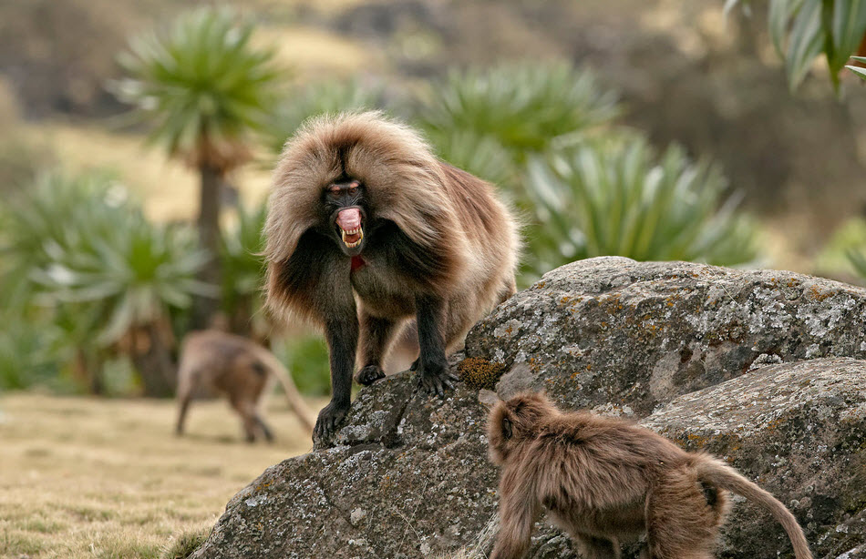 Gelada | The Biggest Animals Kingdom