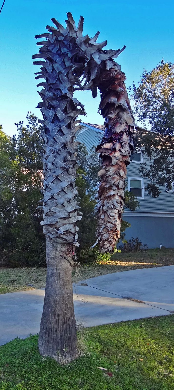 Joe's Retirement Blog: Day in the Life, Isle of Palms, South Carolina, USA