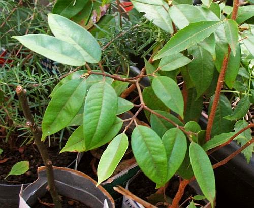 Flora de Puerto Rico Ilustrada Papo Vives: MYRTACEAE MYRCIARIA ...