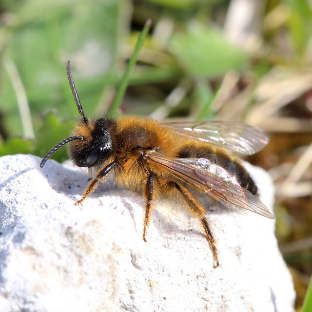 TrogTrogBlog: The buffish mining bee