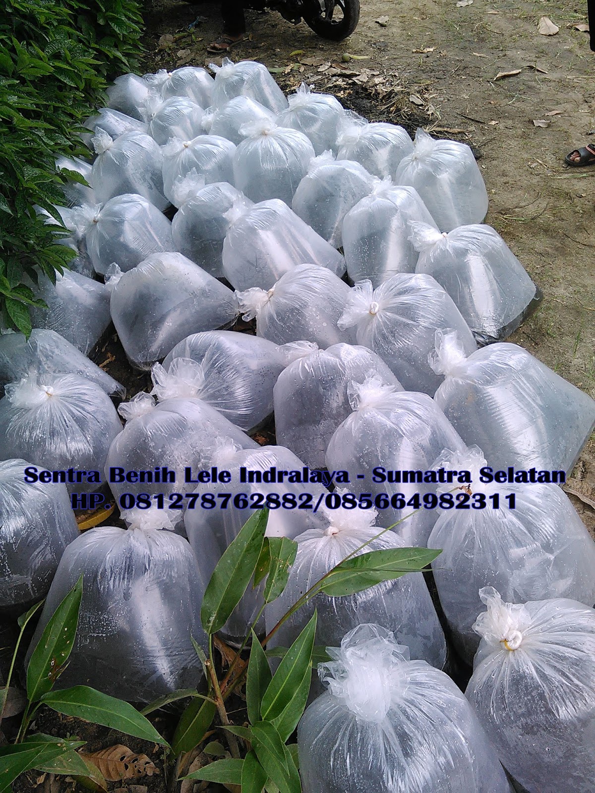 Daftar Harga Benih Lele Bulan Oktober-Desember 2018 ~ SENTRA BENIH LELE ...