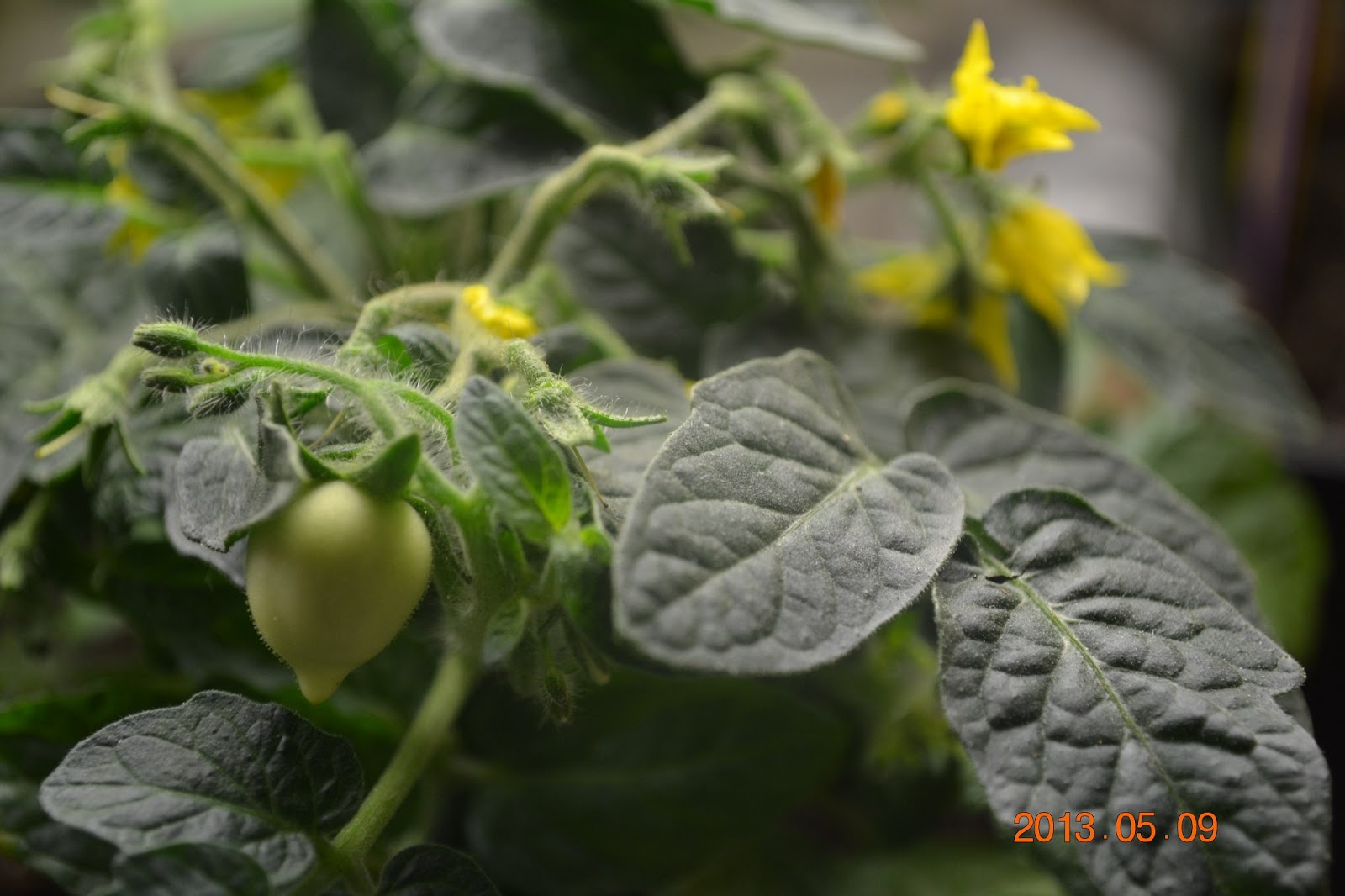 Northern Light Garden: Micro Tom (Tomat)