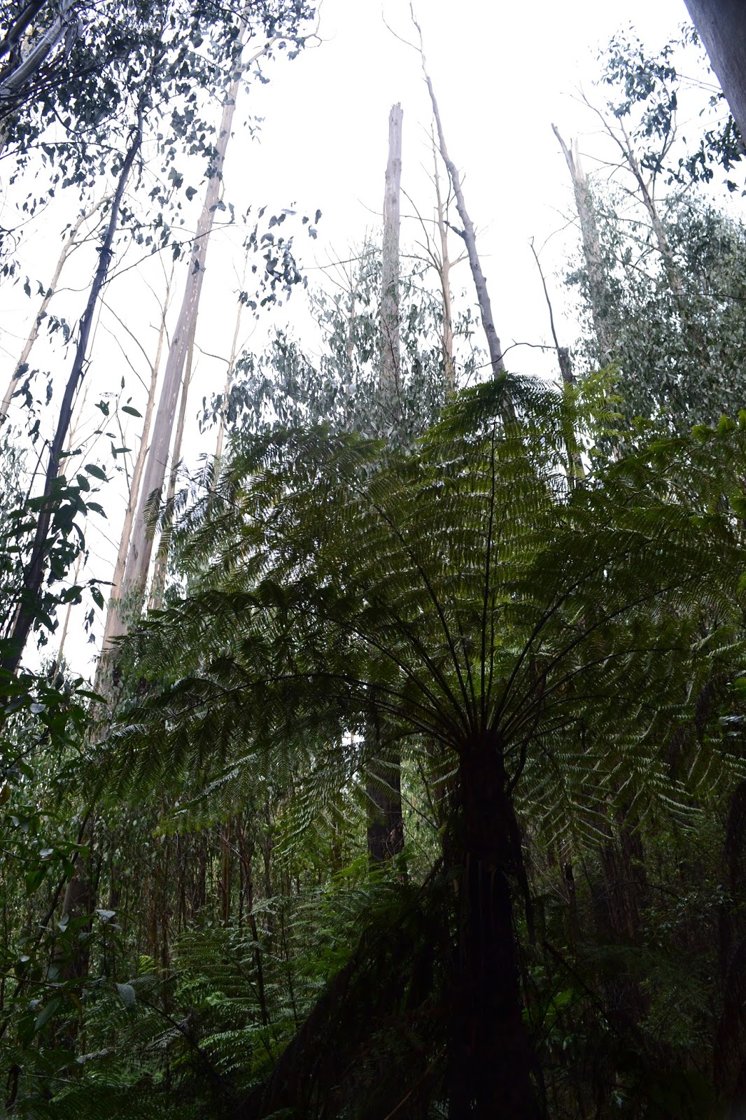 Goin' Feral One Day At A Time: Mt Everard Circuit, Kinglake National ...