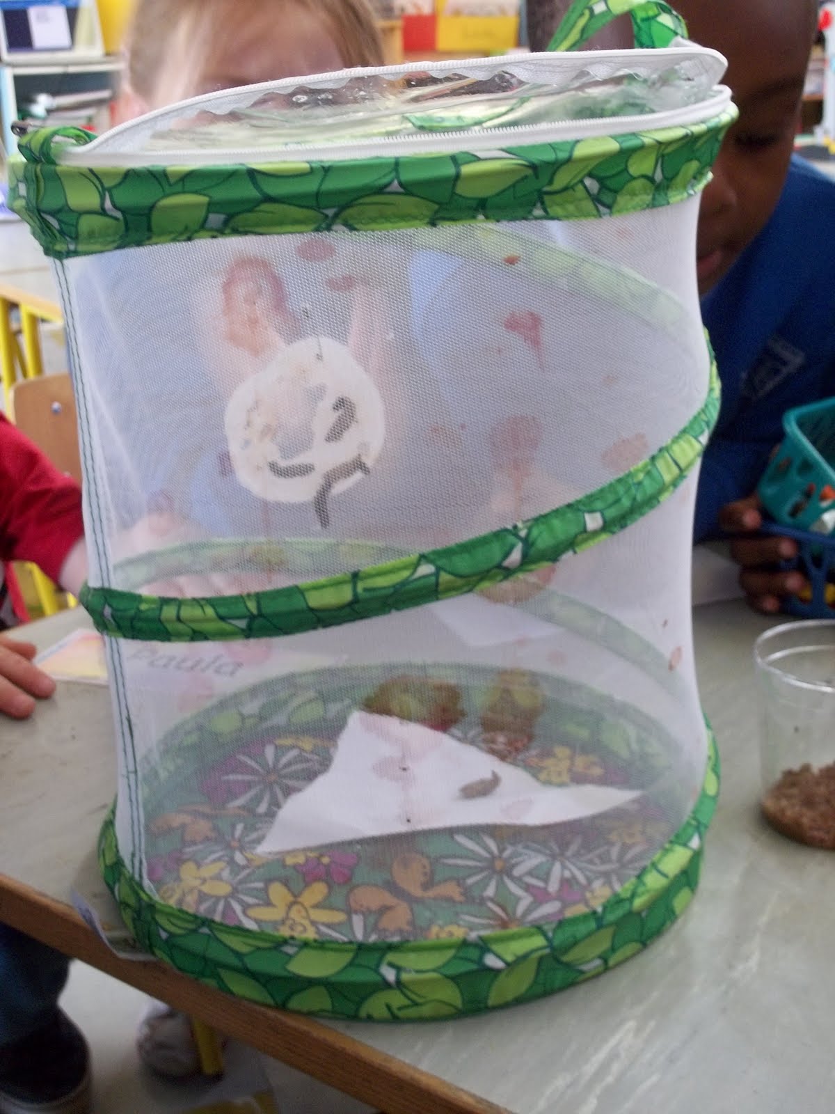 Science Projects: Caterpillars into cocoons in Junior infants