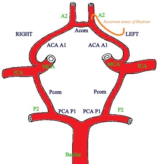 Dr Balaji Anvekar FRCR: Recurrent artery of Heubner Infarct