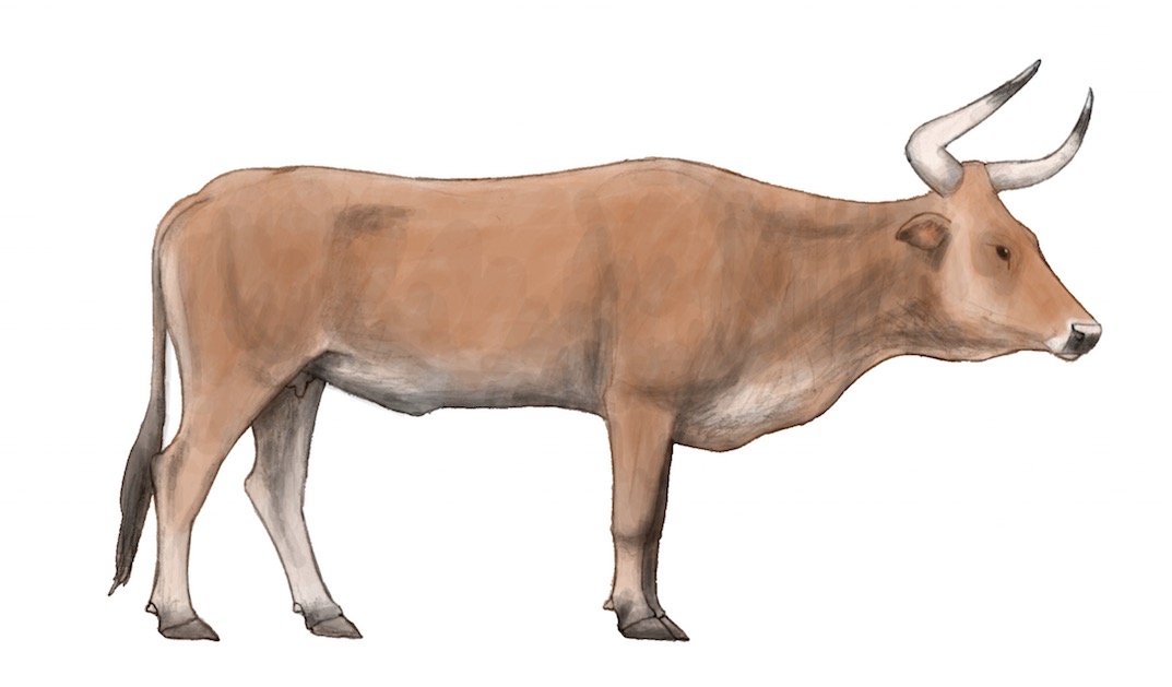 The Breeding-back Blog: News from the Auerrindprojekt, Germany