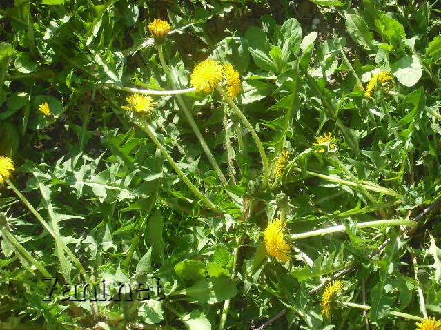 Foaie verde, frunza verde