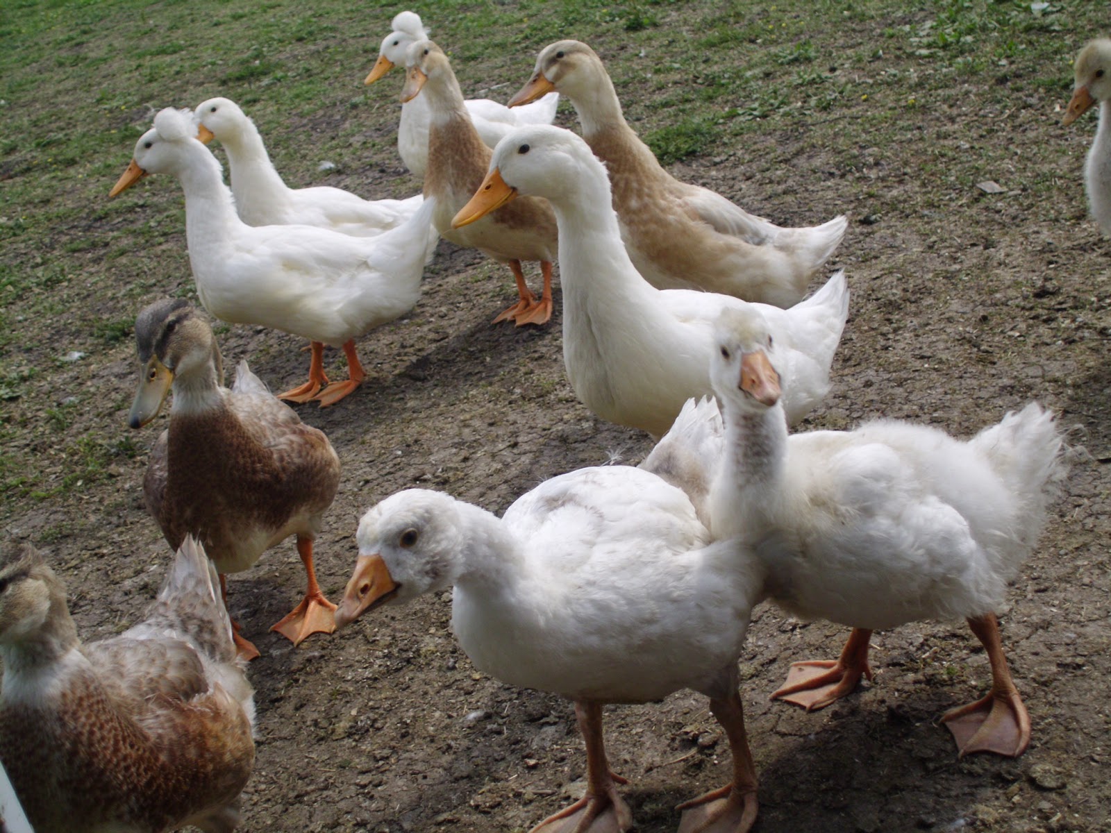 FERMA DE RATE SI GASTE: Rate