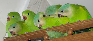The Grey-cheeked Parakeet & Other Brotogeris