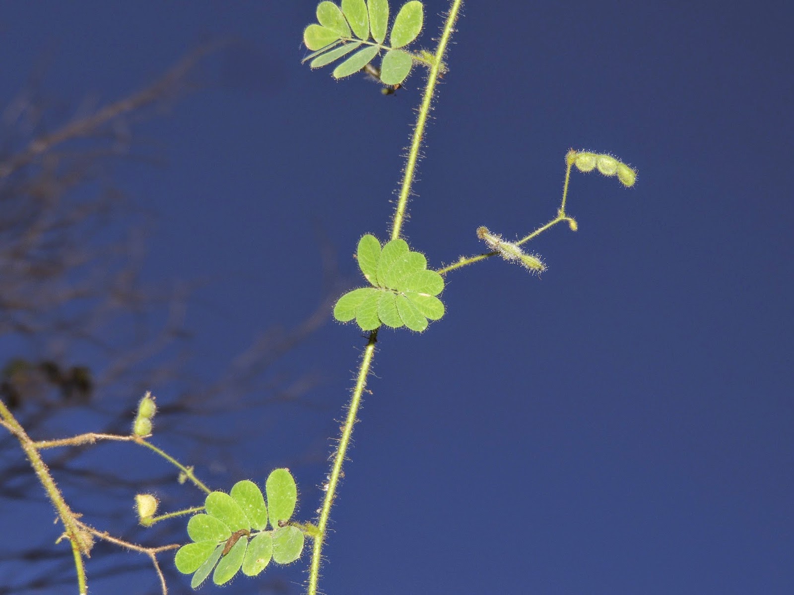 Fabaceae - Leguminosae no Brasil: Fabaceae - Ctenodon viscidulus (Michx ...