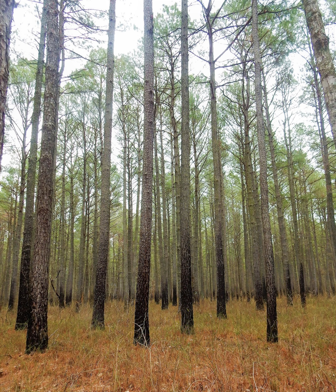 Natural Mid-Atlantic : MD Pocomoke State Forest, Algonquin Cross County ...
