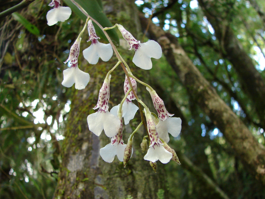 Rodriguezia decora care and culture | Travaldo's blog