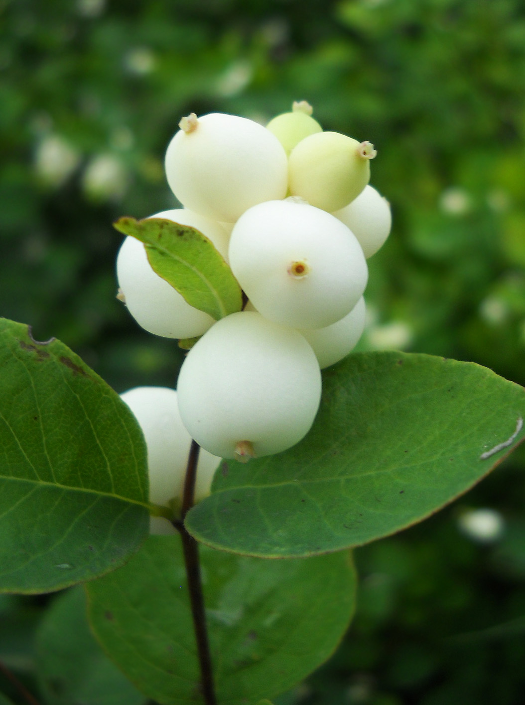My Nature Photography: Snowberries