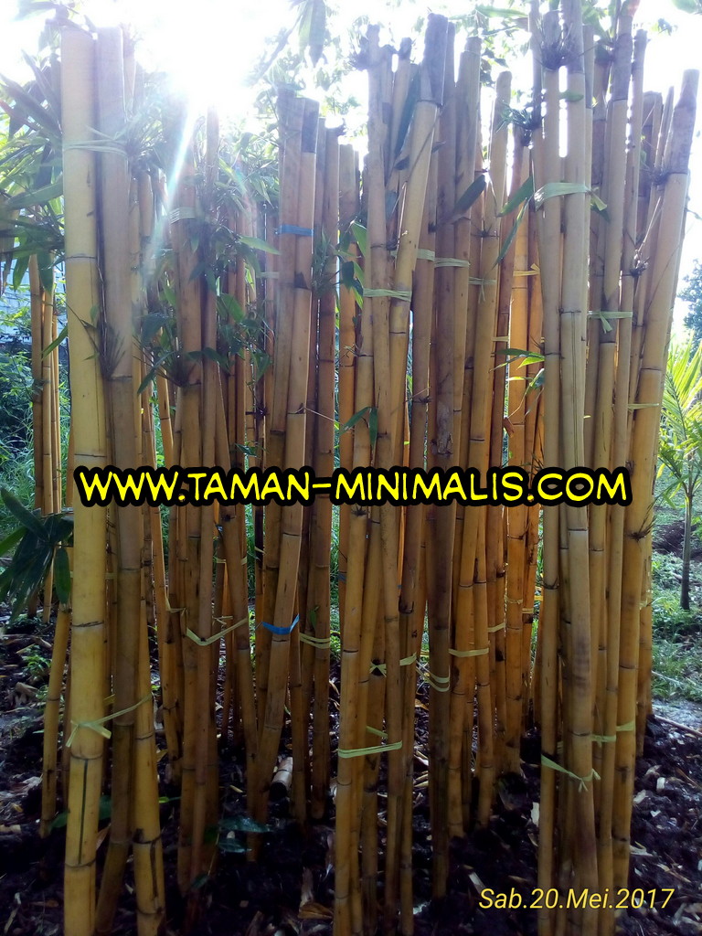 48+ Terkini Taman Minimalis Bambu Kuning