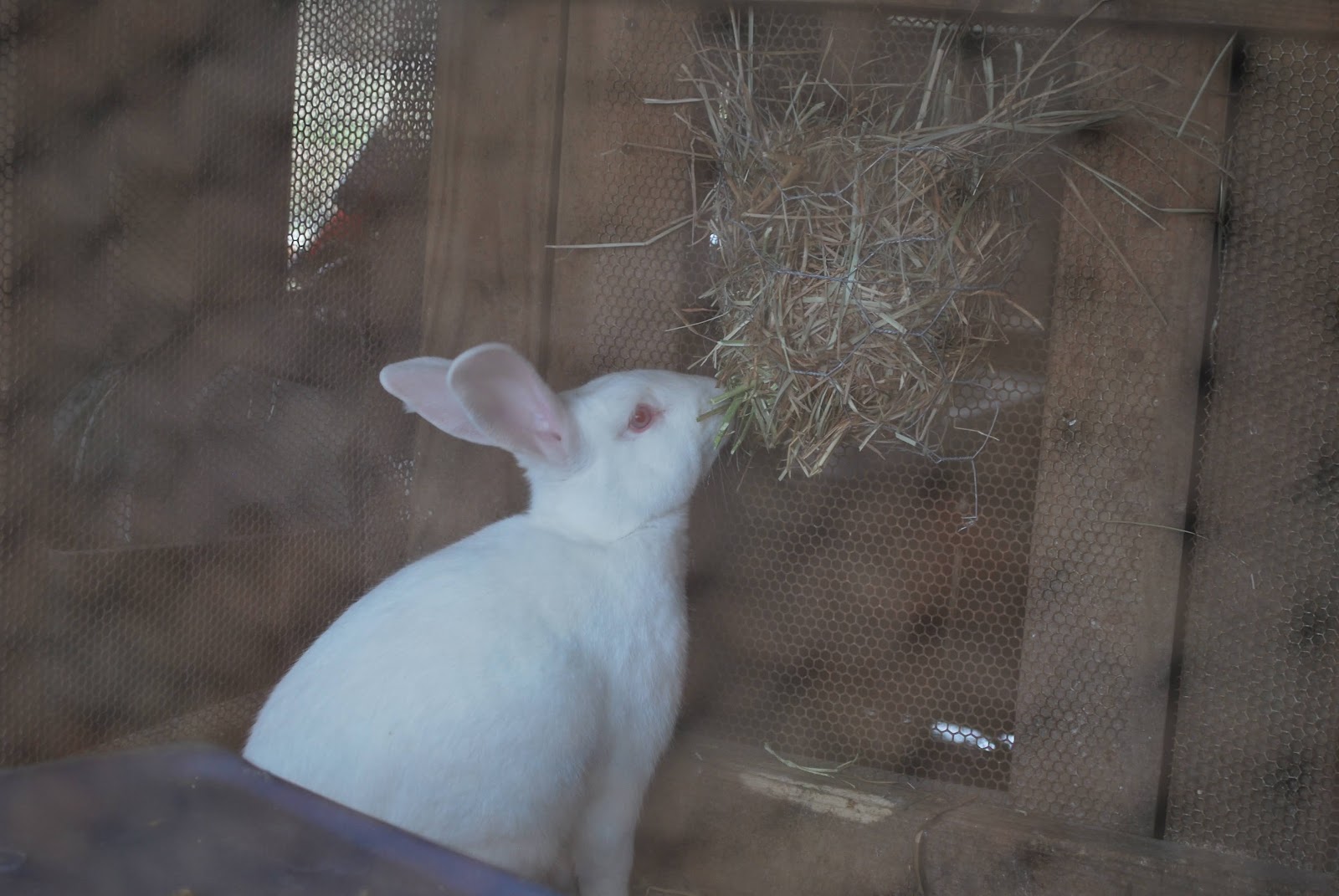 HighTail Farms: Quick and easy rabbit hay nets
