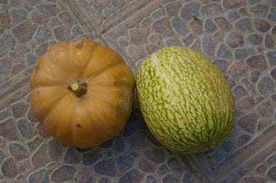 Flora Belalcazarensis: La calabaza de San Roque