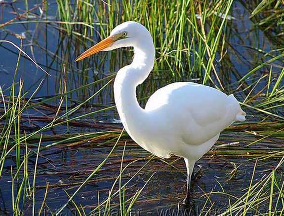 Bellas Aves de El Salvador: Ardea alba (garza blanca) Residente y ...