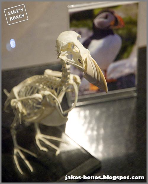 Two amazing puffin skulls : Jake's Bones