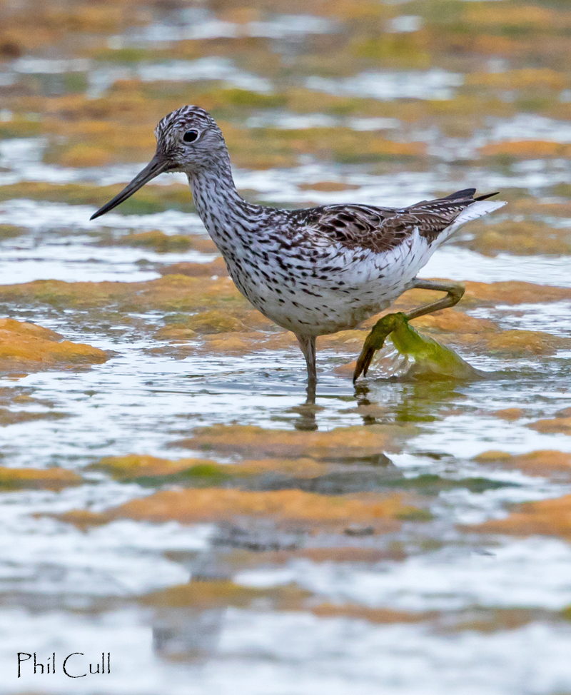 Phil Cull Wildlife Photography: July 2017