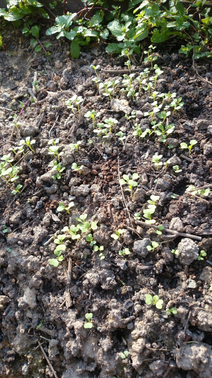 ANAK BENIH DISEMAI DI ATAS TANAH - Rangkuman Cara Bertanam Lengkap