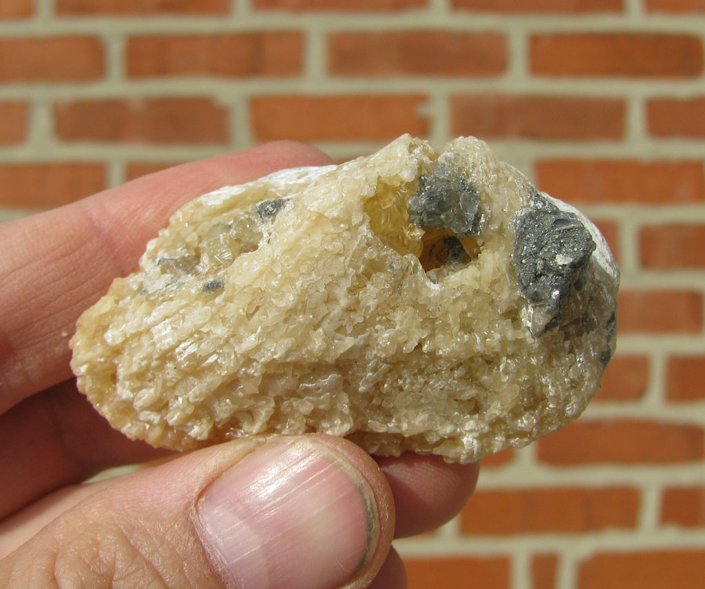 Views of the Mahantango: Anadara sp. fossil Pelecypod from Florida