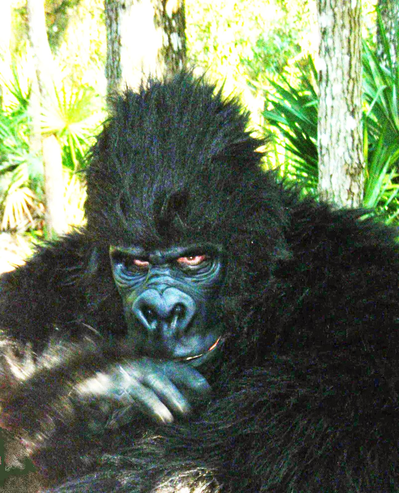 Hollywood Gorilla Men: So you want to be a gorilla man?...part 5...let ...
