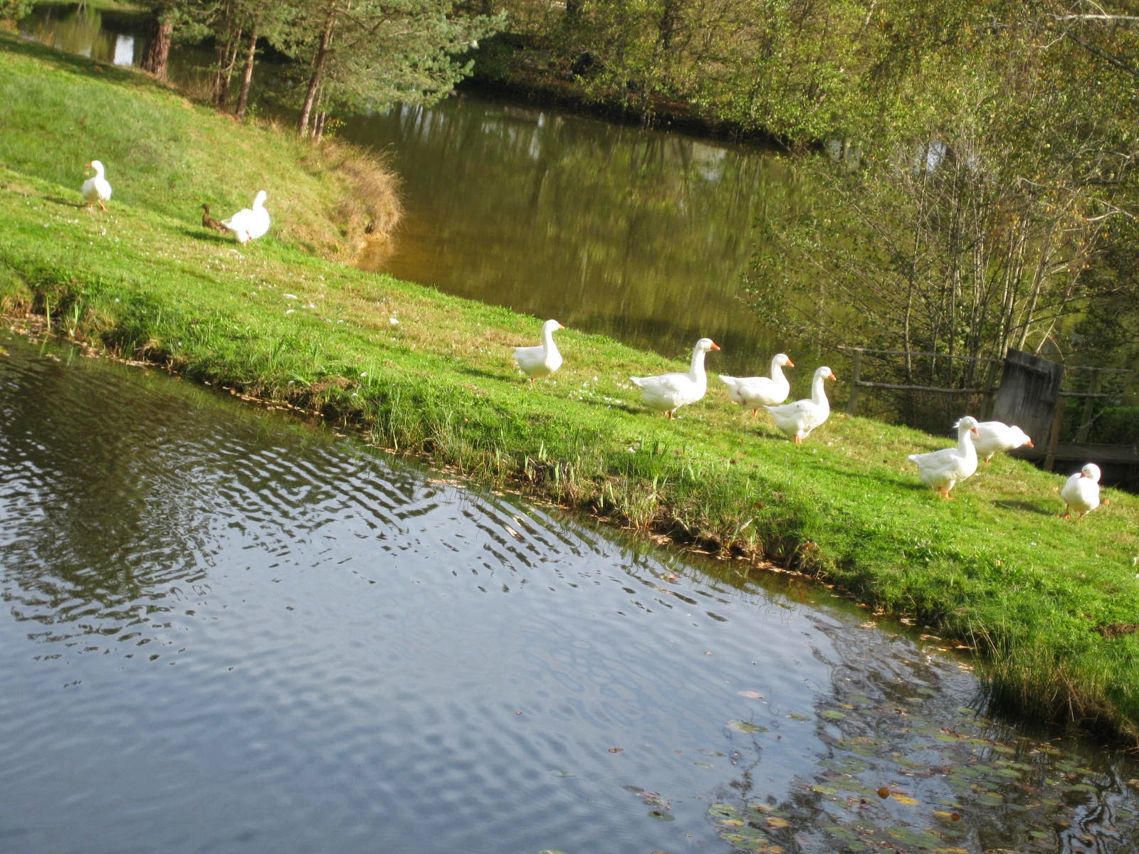 Bourdoux (Jumilhac-le-Grand, Dordogne): 2014