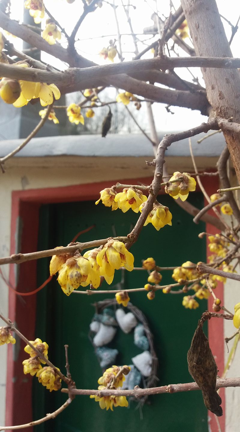 Il calicanto, fiore d'inverno- Calycanthus and its winter flowers