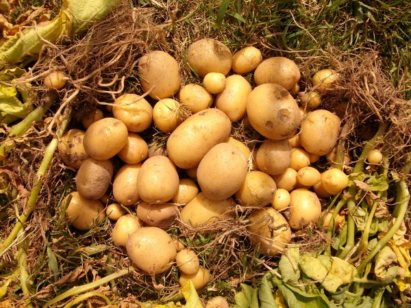 ...Frangullas polo chan...: Patacas!