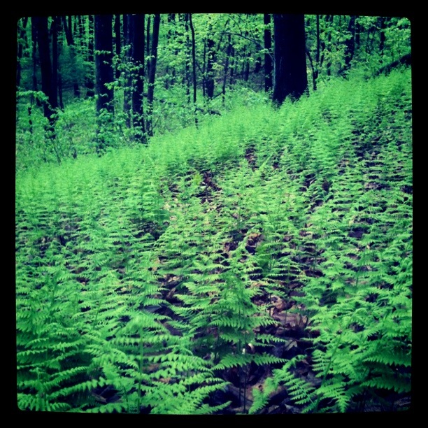 iHike: Nobscot Reservation