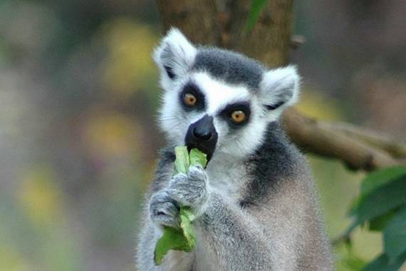 Terrestrial Taxonomy and More!: Primate Diets Compared