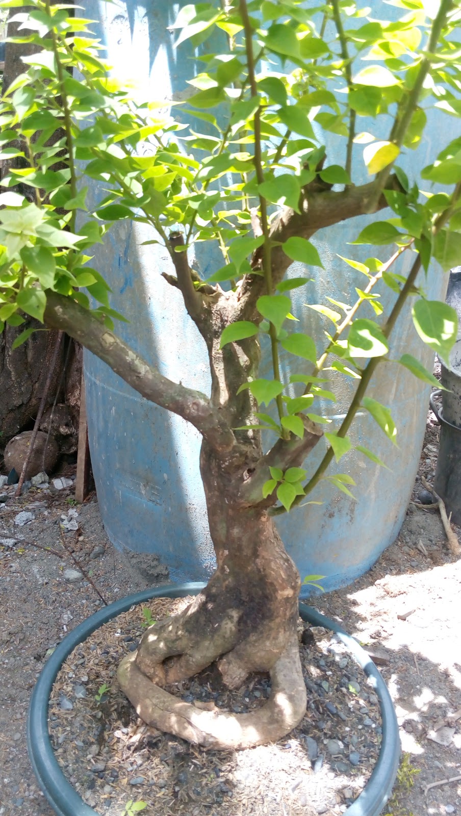 Pinoy Bonsai Removing The Large And Unwanted Root Of A Bougainvillea pinoy-bonsai-removing-the-large-and-unwanted-root-of-a-bougainvillea