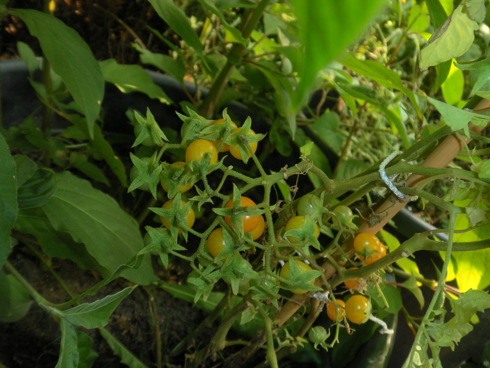 Scirpidiella's Plants: Wild Tomato species (Lycopersicon spp.)