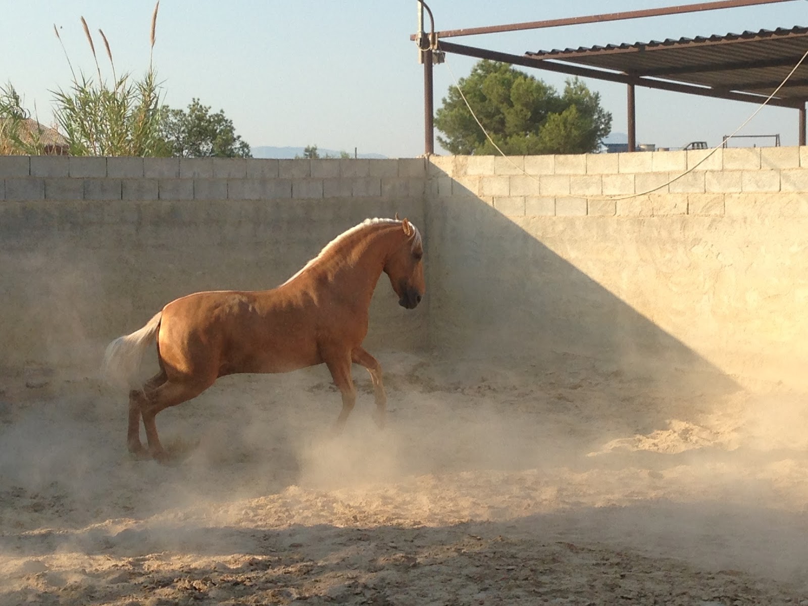 Caballos en Campo Real