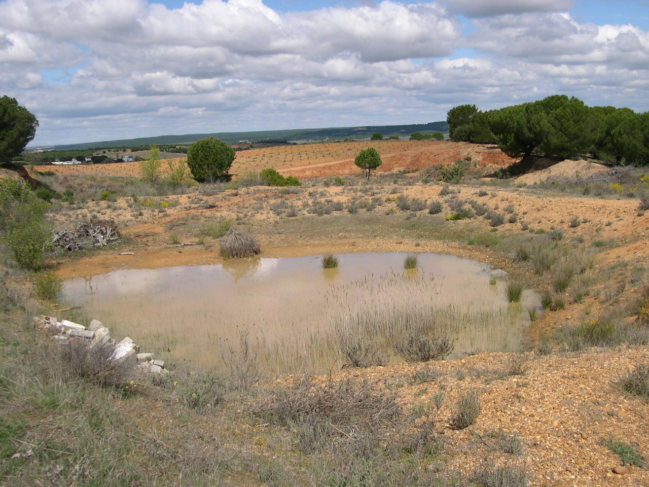 La herpetofauna de Zamora: LA PÉRDIDA DE UNA CHARCA