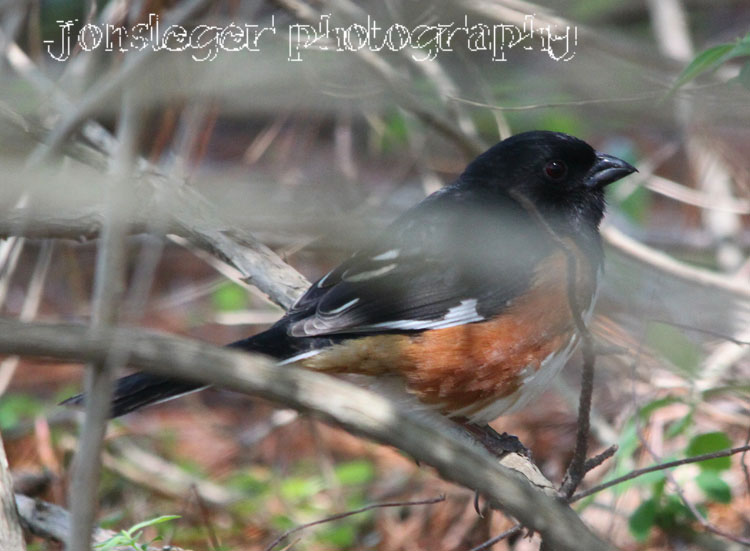 Northern Illinois Birder: Eastern Towhee; Late April Migration to ...