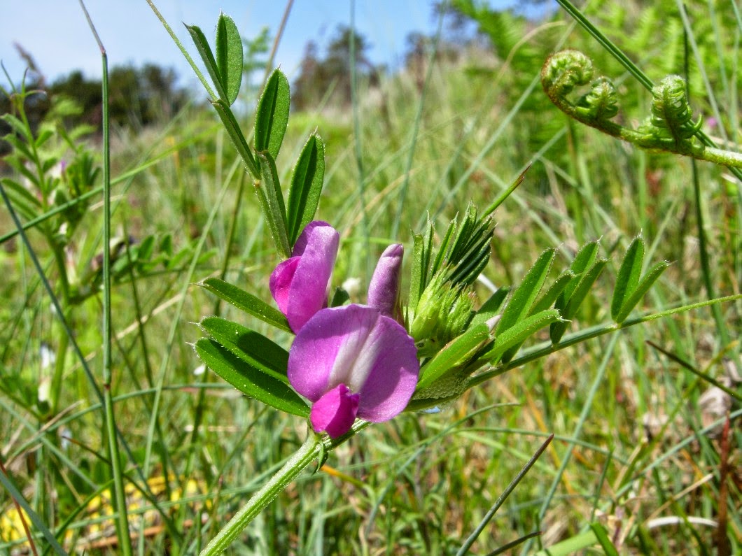 solitary dog sculptor: Botany - Botanica: Vicia - sp. Sativa - 20 ...